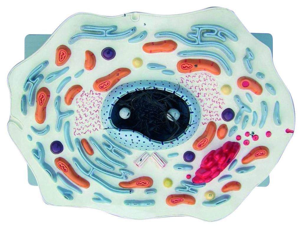 Modèle de cellule animale | Sciencéthic